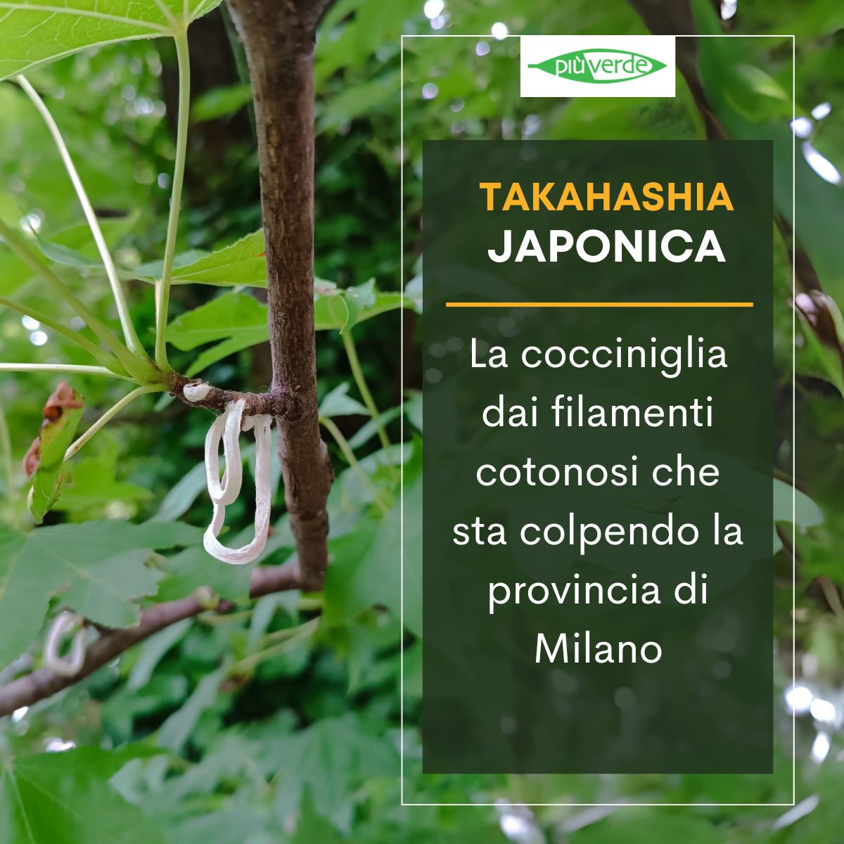 Takahashia Japonica - Cocciniglia parrasita colpisce a Milano